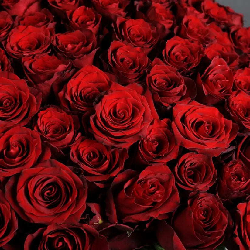 101 red roses Miami – Miami Bloom Flower